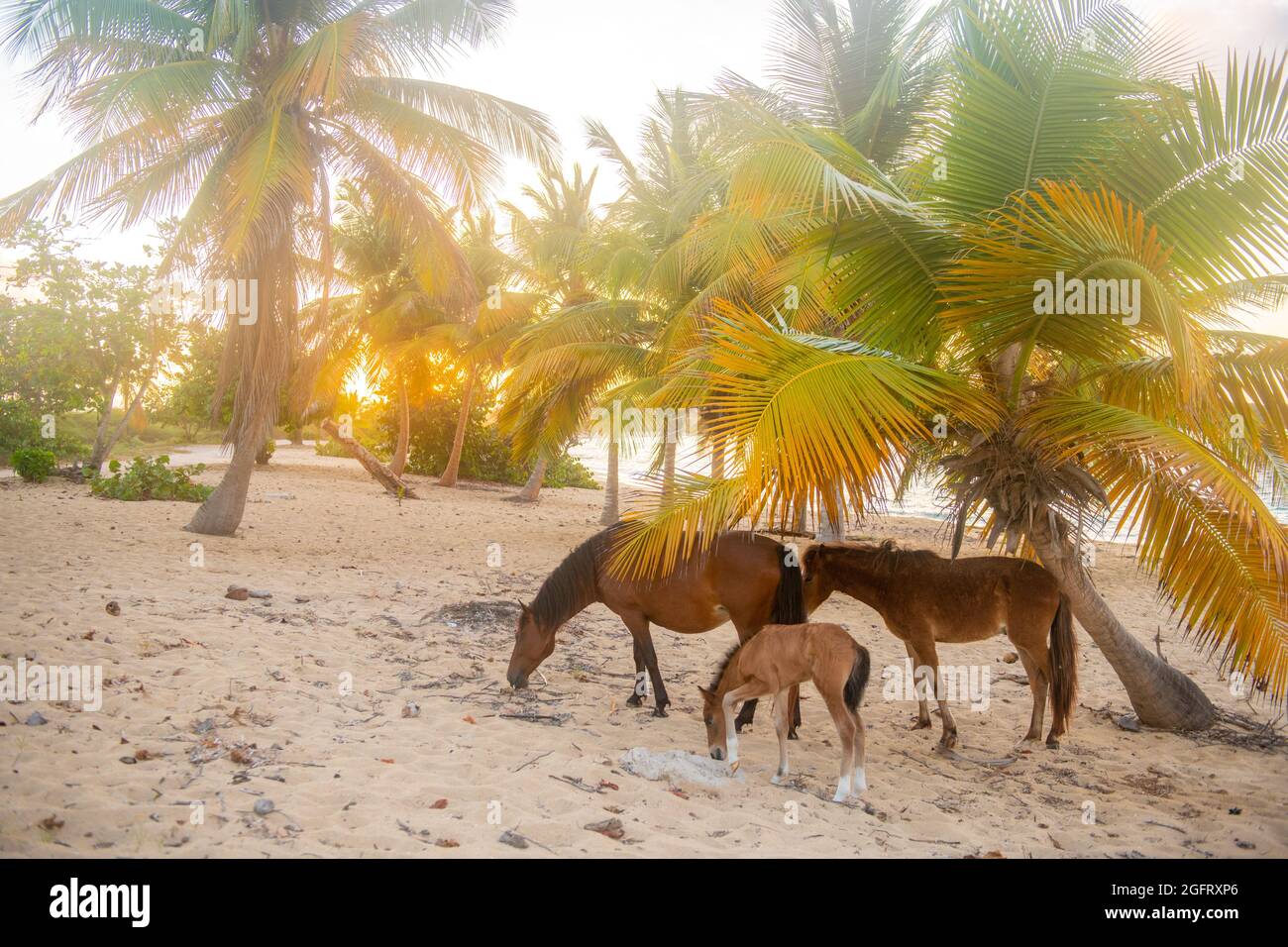 Wild horses wandering across the beach - Puerto Rico Stock Photo - Alamy