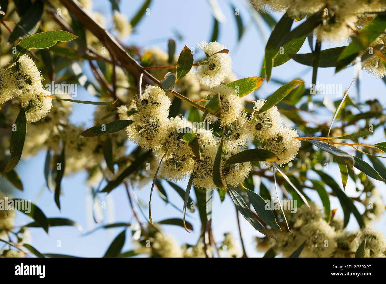 Flowers of eucalypt Stock Photo - Alamy