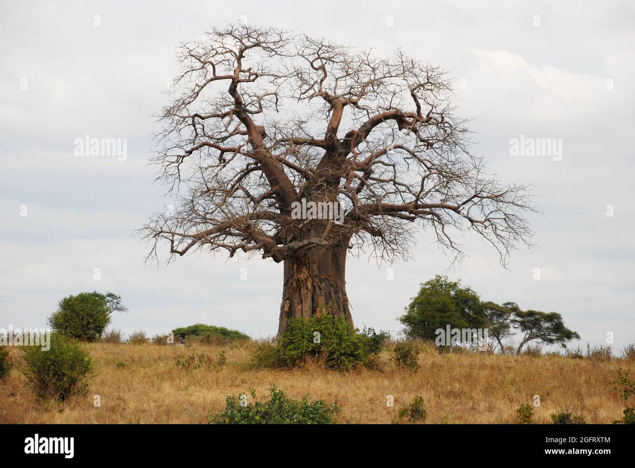 Boabab tree hi-res stock photography and images - Alamy