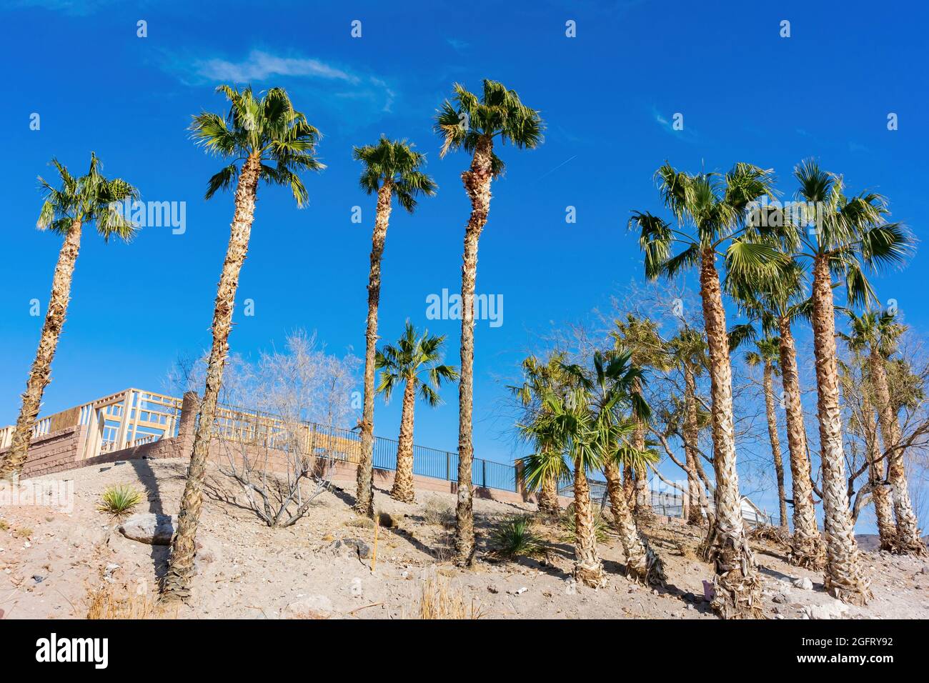 Palm tree landscape in Lake Las Vegas, Nevada Stock Photo - Alamy