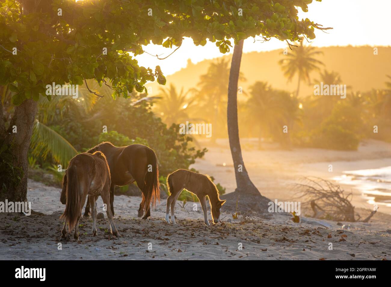 Wild horses on the beach. - Puerto Rico Stock Photo - Alamy