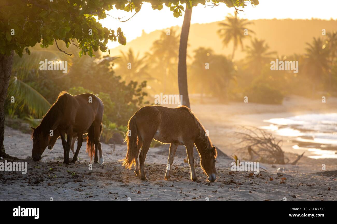 Wild horses graze on the beach. - Puerto Rico Stock Photo - Alamy