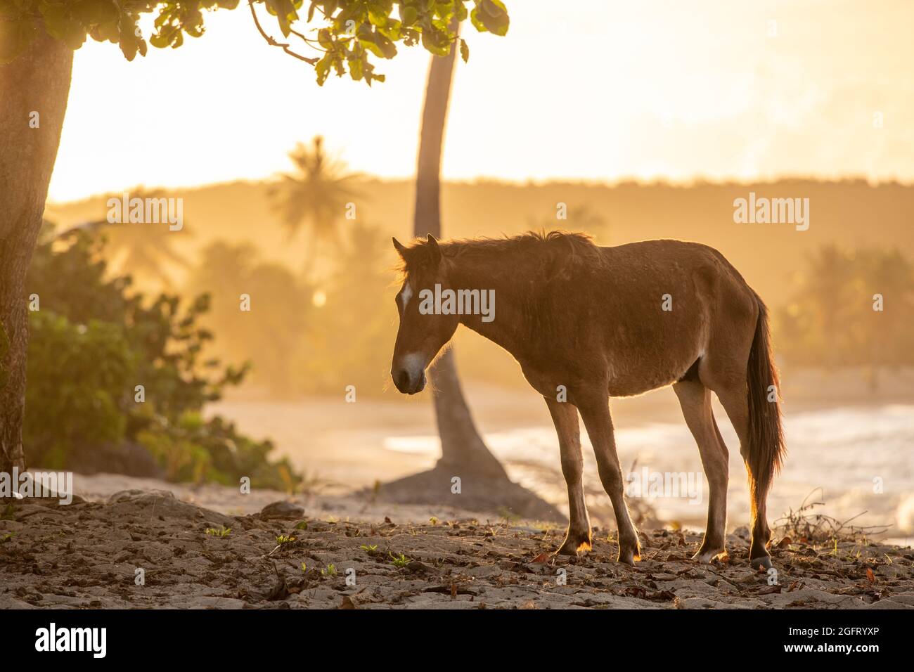 A wild horse on the beach. - Puerto Rico Stock Photo - Alamy