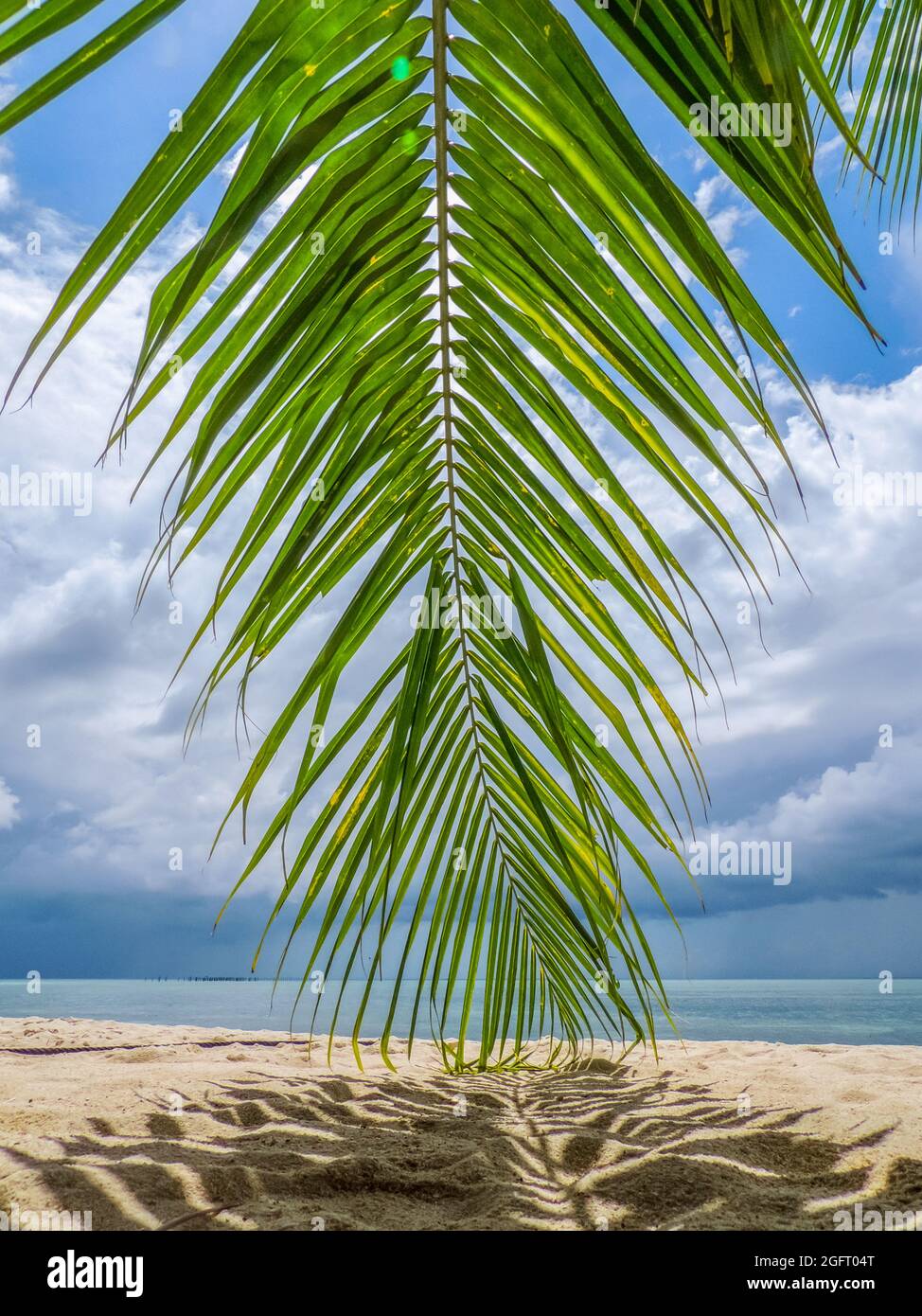 coconut tree leaf bend down on the beach sand Stock Photo - Alamy