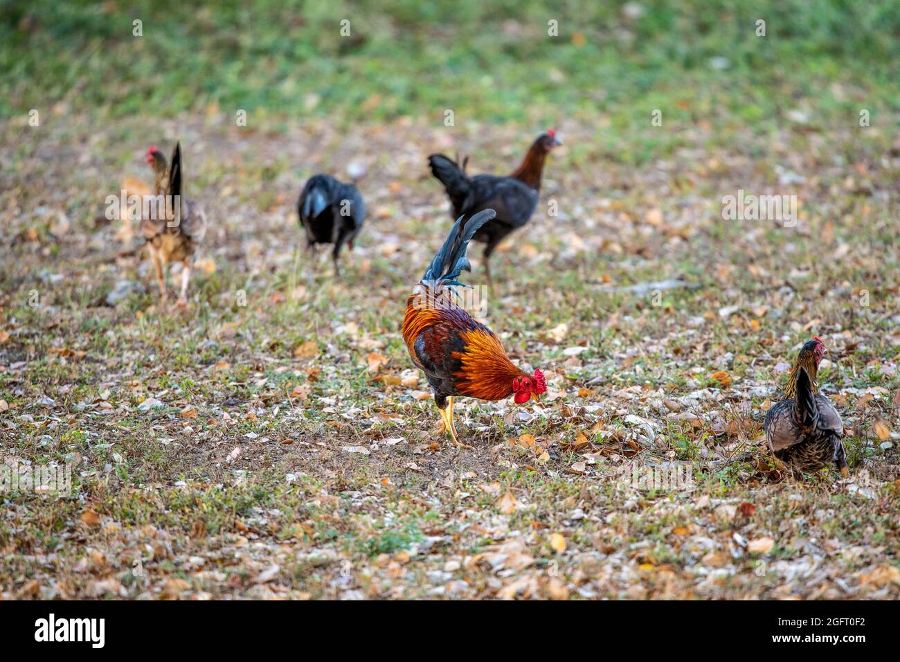 Puerto rico wildlife hi-res stock photography and images - Alamy