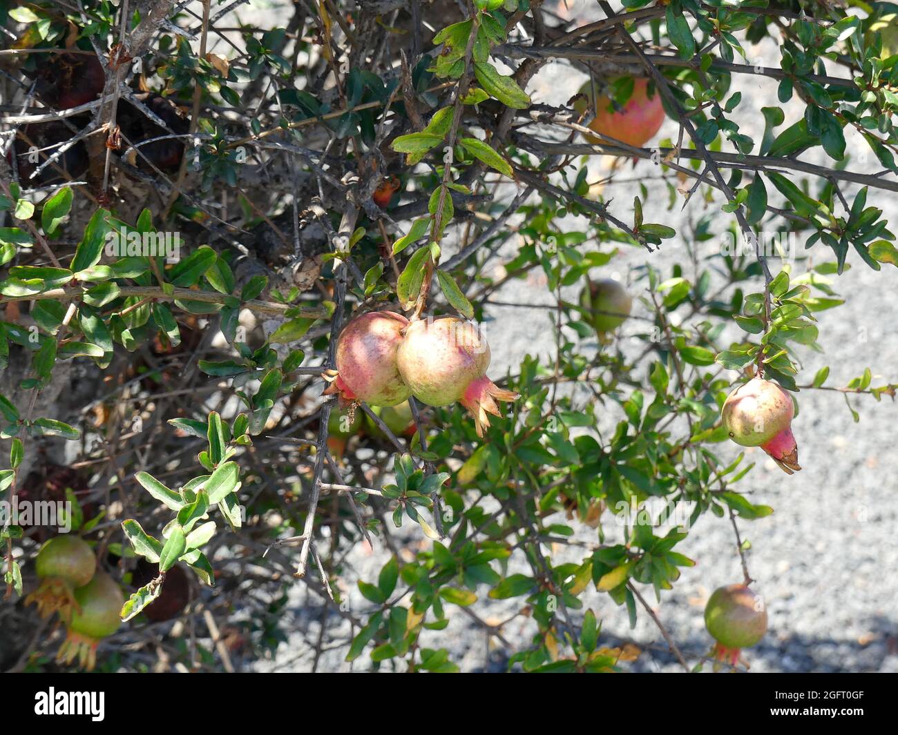 Pomegranate growing on the tree Stock Photo - Alamy