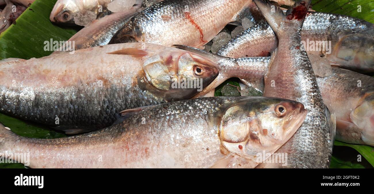 Fresh Hilsa Fish Selling in The Market Stock Photo - Alamy