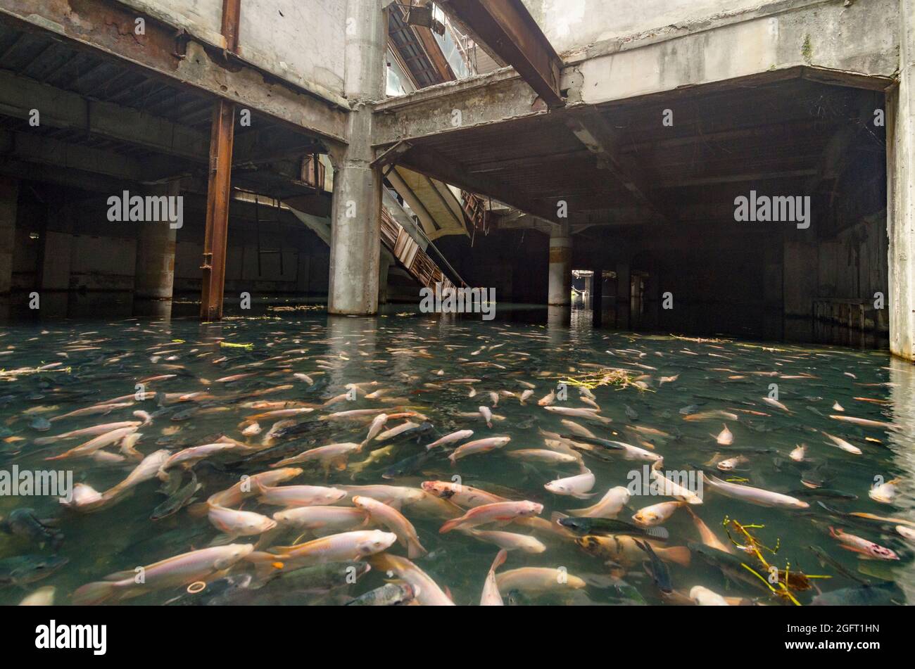 Abandoned and flooded mall filled with fish in Bangkok, Thailand Stock ...