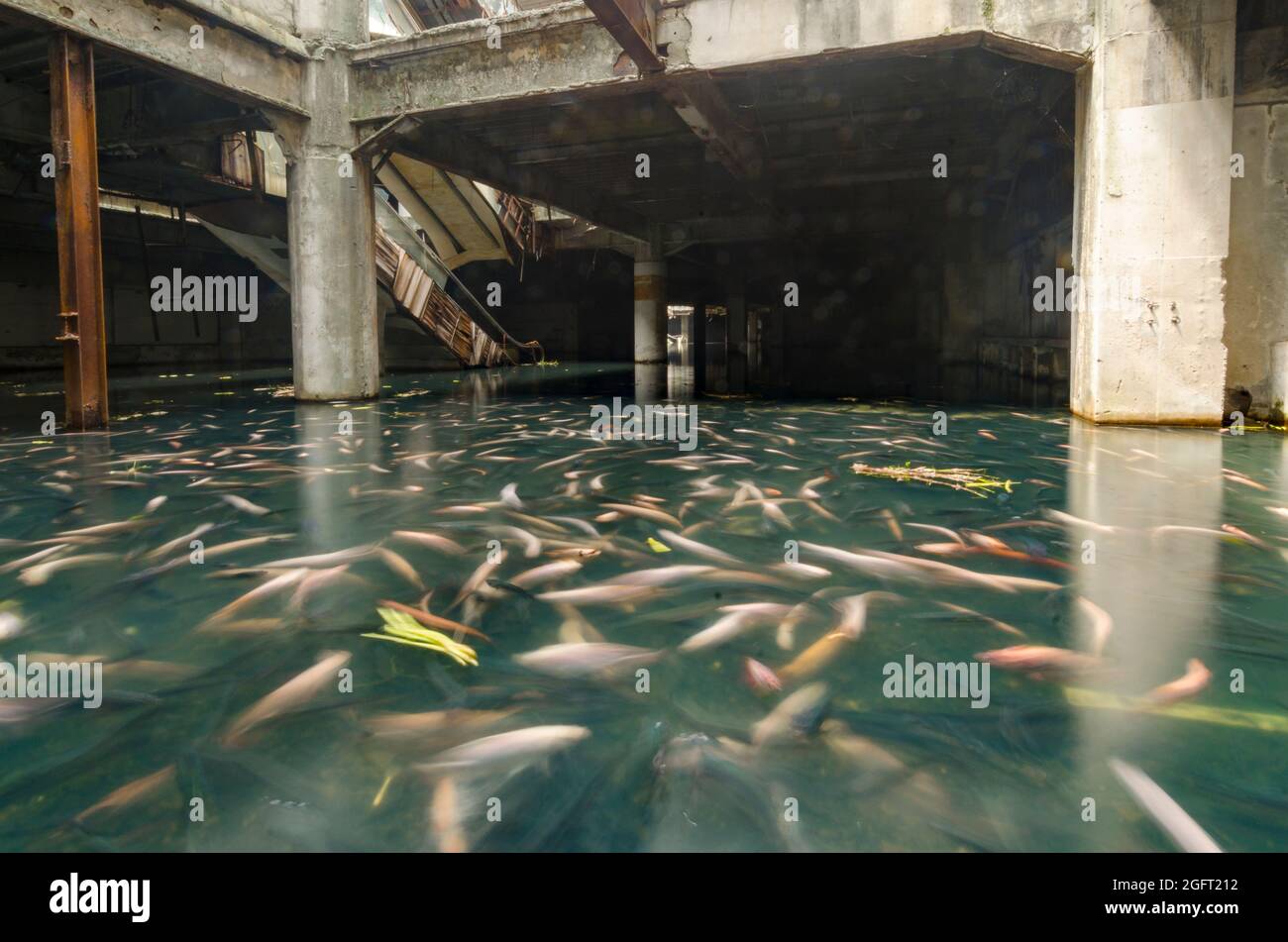 Abandoned mall with fish hi-res stock photography and images - Alamy