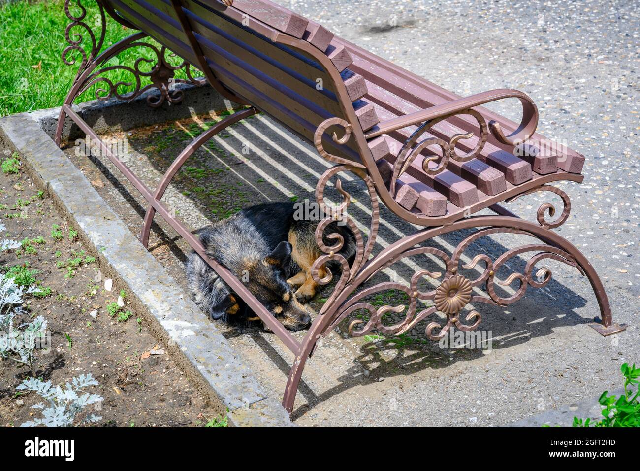 A stray dog sleeps in the shade under a park bench Stock Photo - Alamy
