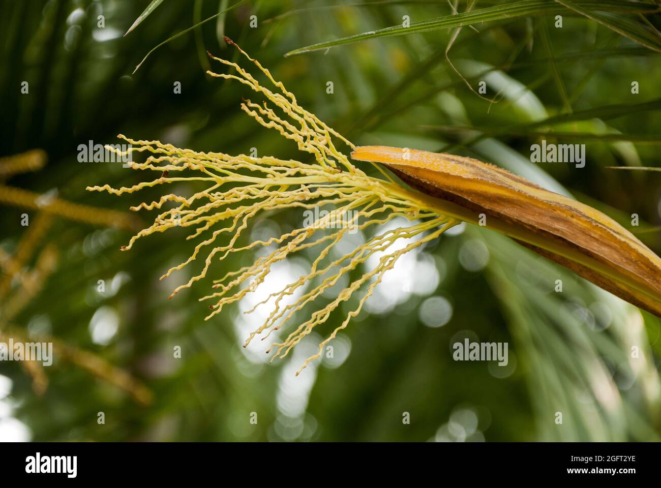 Spathe palm hi-res stock photography and images - Alamy