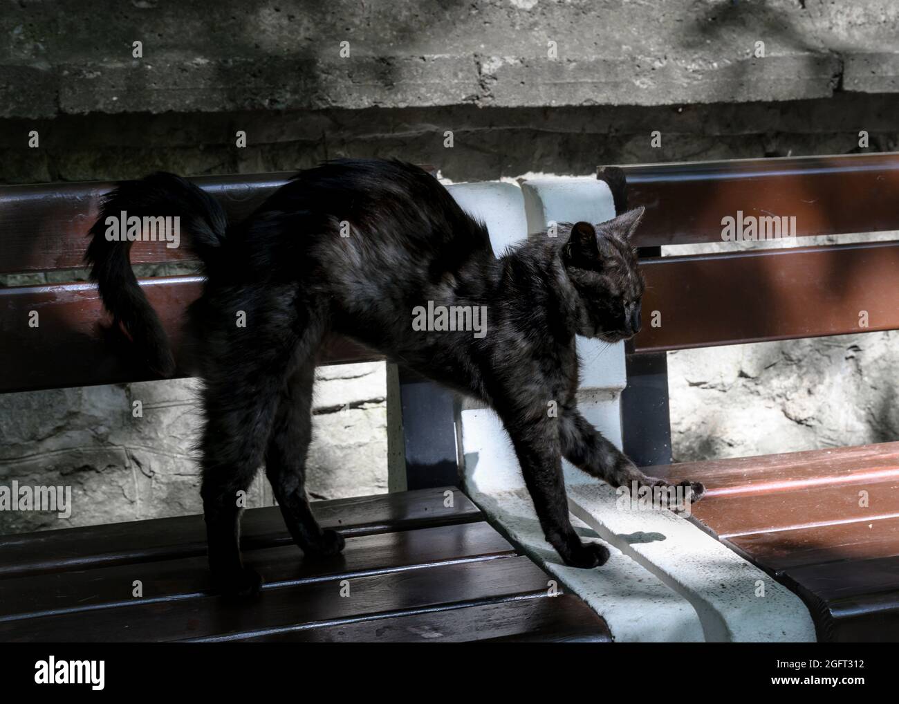 A black stray cat hunched his back, stretching after sleeping on a park bench Stock Photo - Alamy