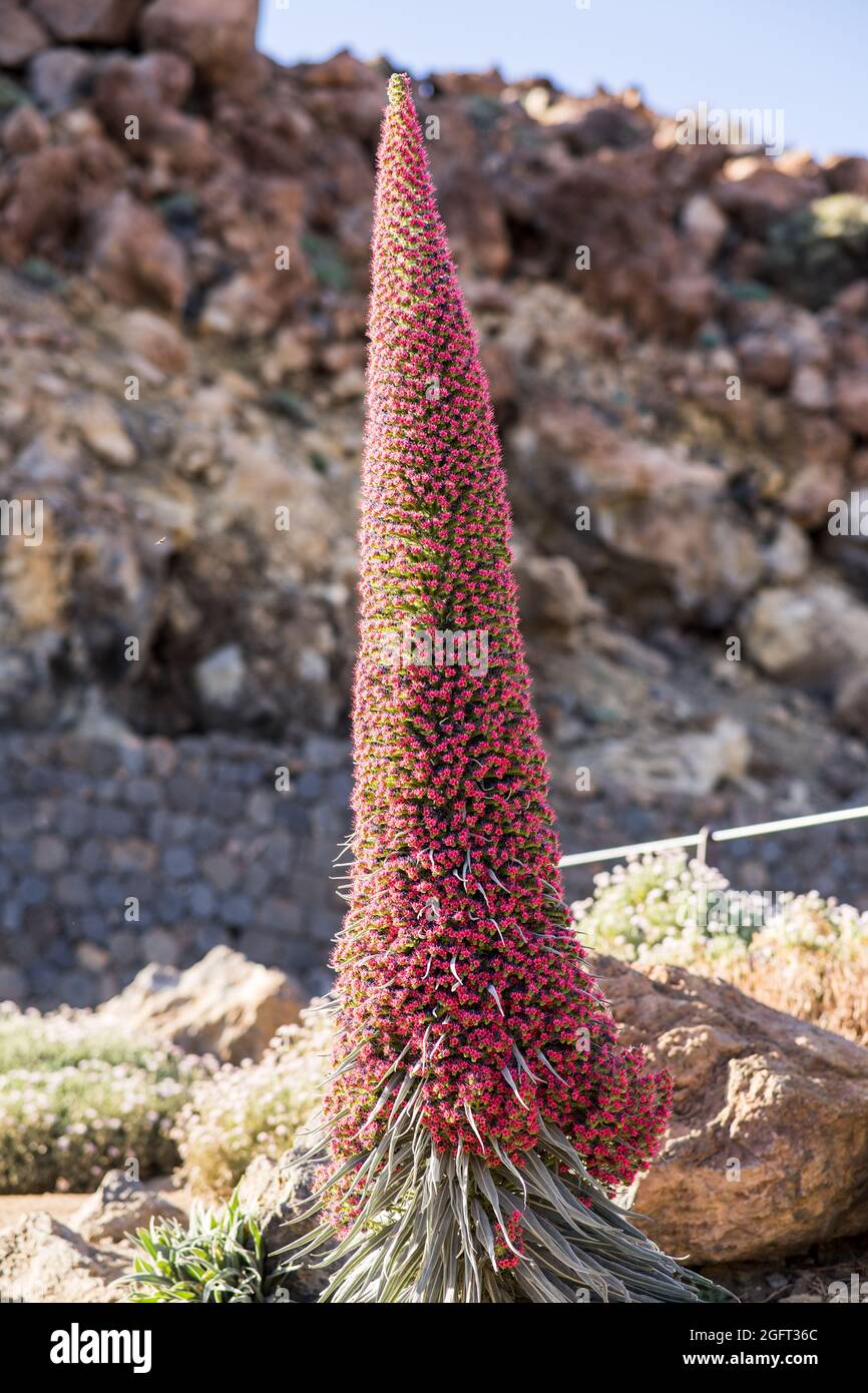 Vertical shot of a Tajinaste tree in the Canary Islands Stock Photo - Alamy