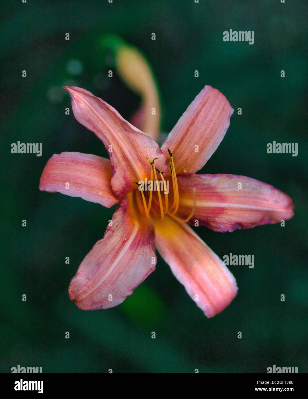 Delicate lily flower sits amongst nature, waiting for a Photographer's ...
