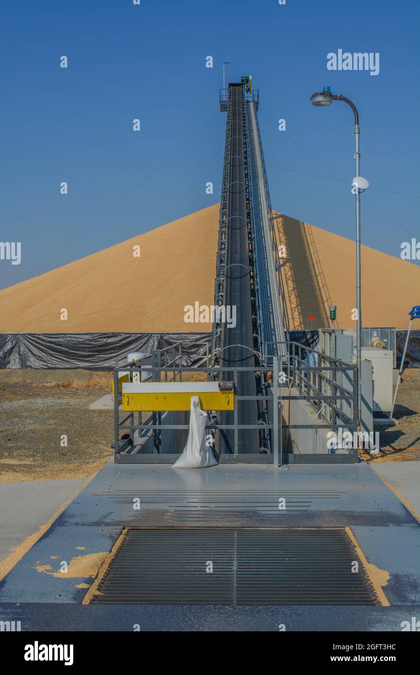 Massive wheat pile hi-res stock photography and images - Alamy
