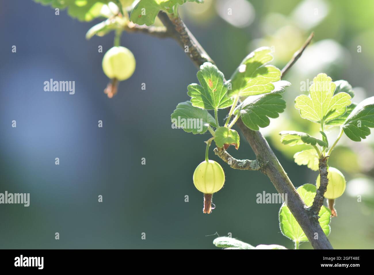 Closeup shot of growing European Gooseberry Stock Photo - Alamy