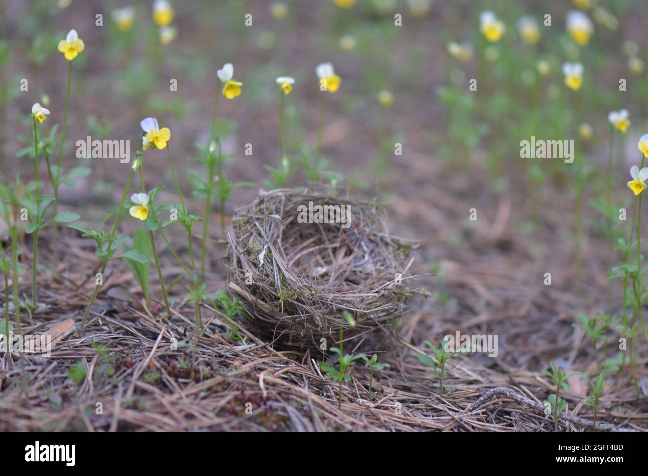 Grass and twig ground nest hi-res stock photography and images - Alamy