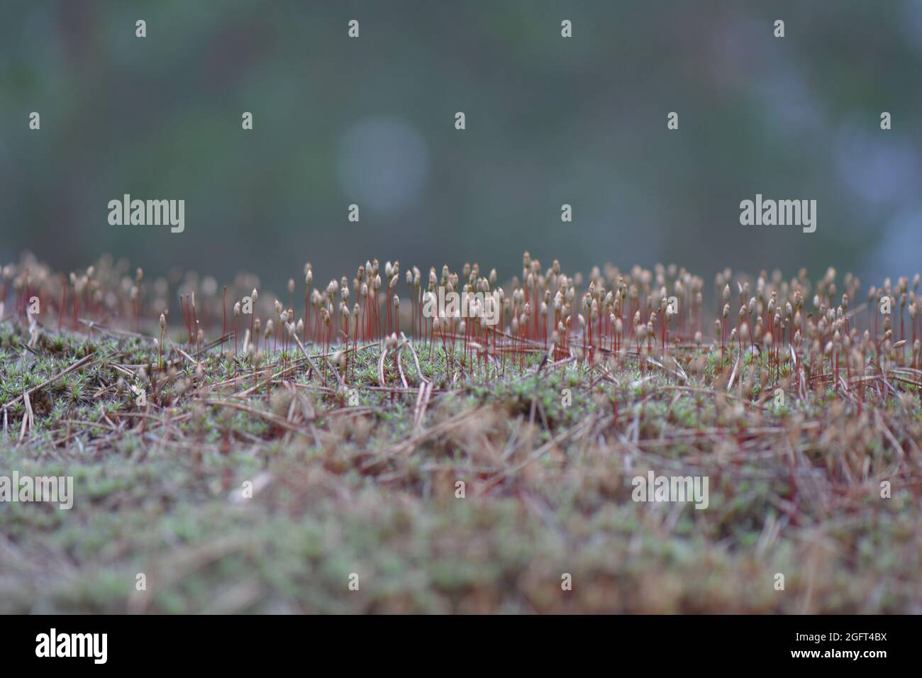 Bryidae hi-res stock photography and images - Alamy