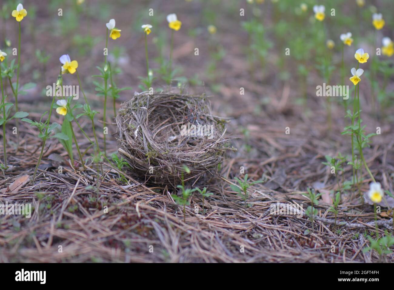Grassy cup nest hi-res stock photography and images - Alamy