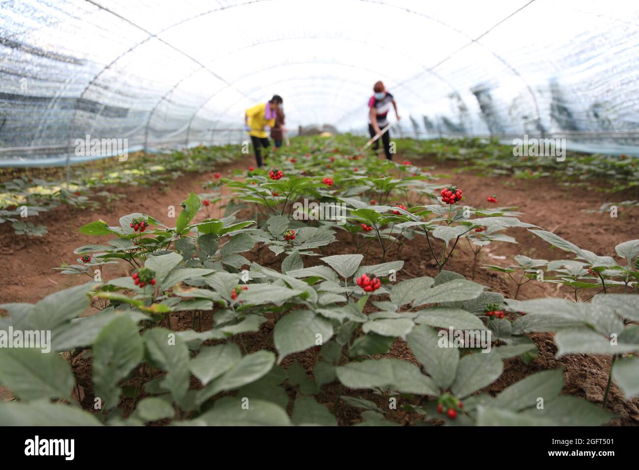 Farmers harvest ginseng at a ginseng growing base in Chengde city ...