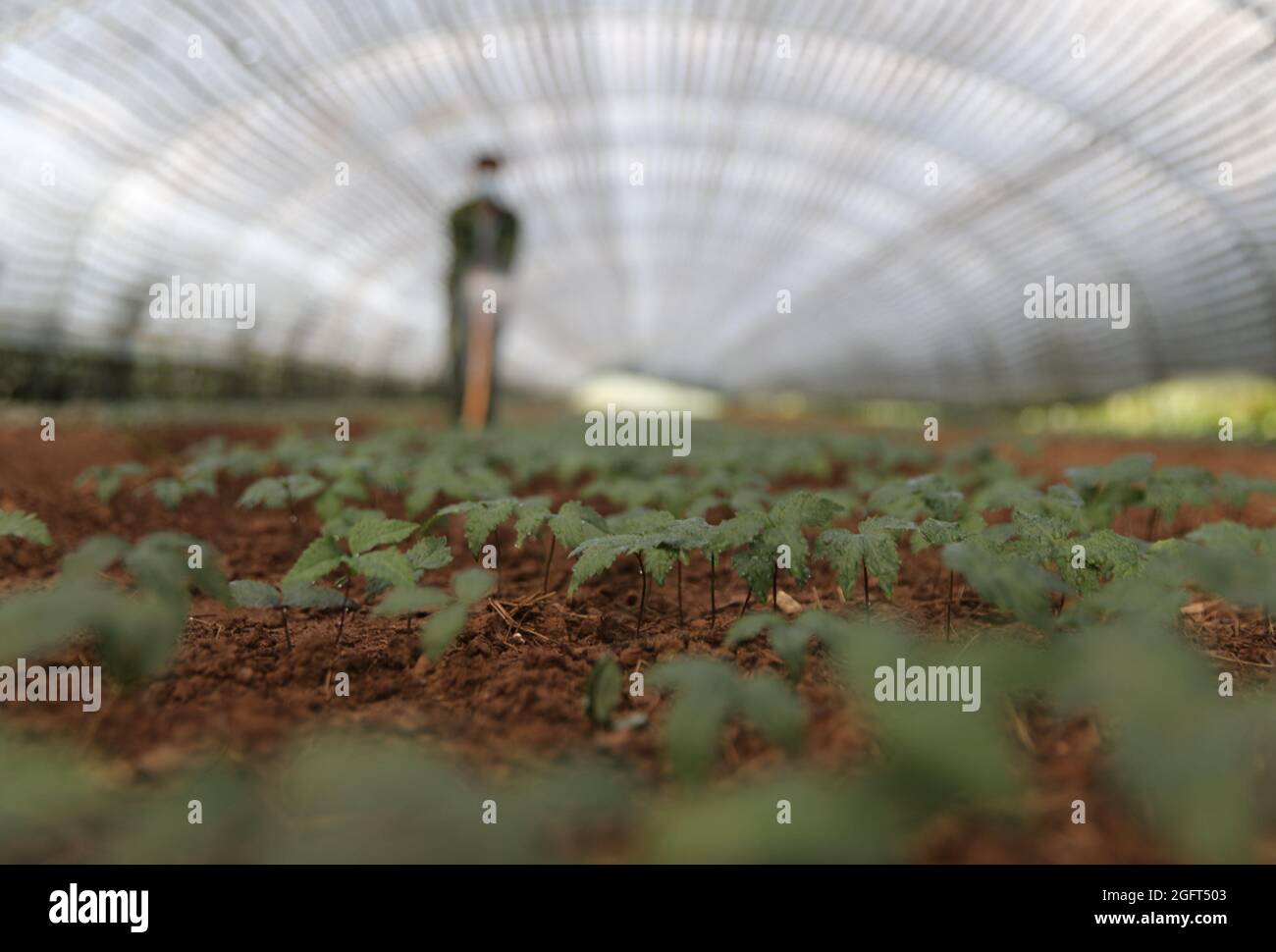 Farmers harvest ginseng at a ginseng growing base in Chengde city ...