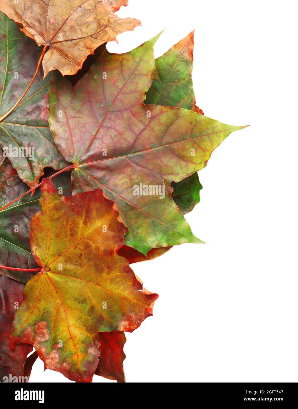 Autumn leaves on white background Stock Photo - Alamy
