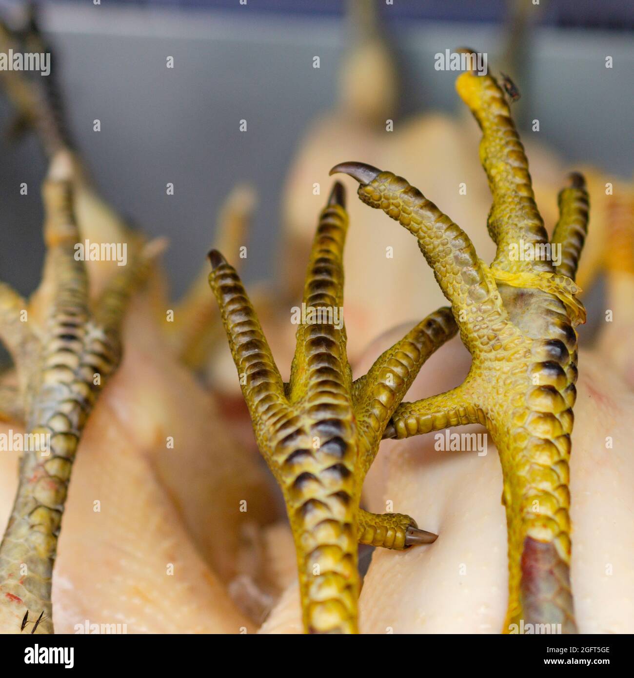 Slaughtered Chickens hung from a stall, in Bangkok Thailand Stock Photo ...