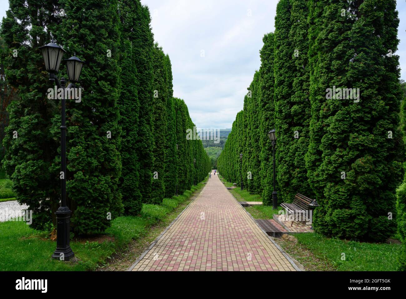 A long alley with cypress trees, benches and lanterns Stock Photo - Alamy