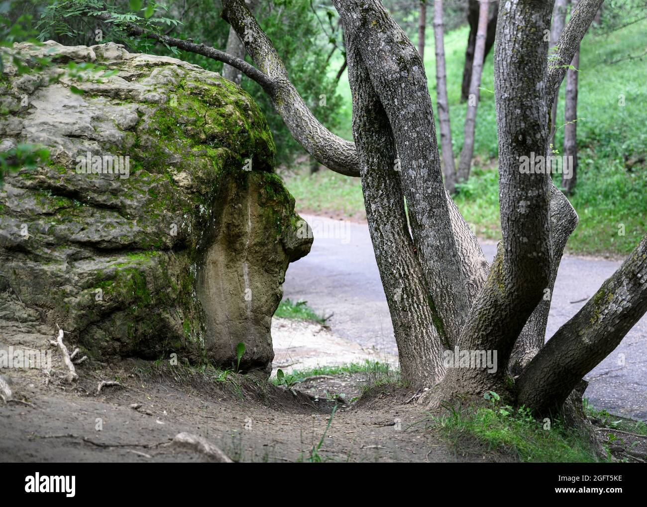 Human form in tree hi-res stock photography and images - Alamy