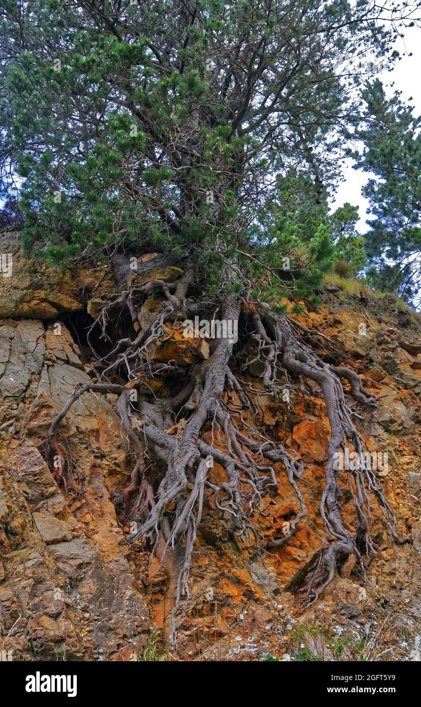 A pine tree with exposed roots on a very eroded bank Stock Photo - Alamy