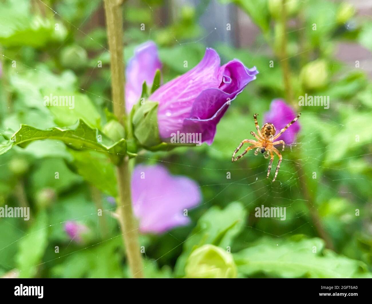 Spider weaving a spider web near a bud of rose of Sharon Stock Photo ...