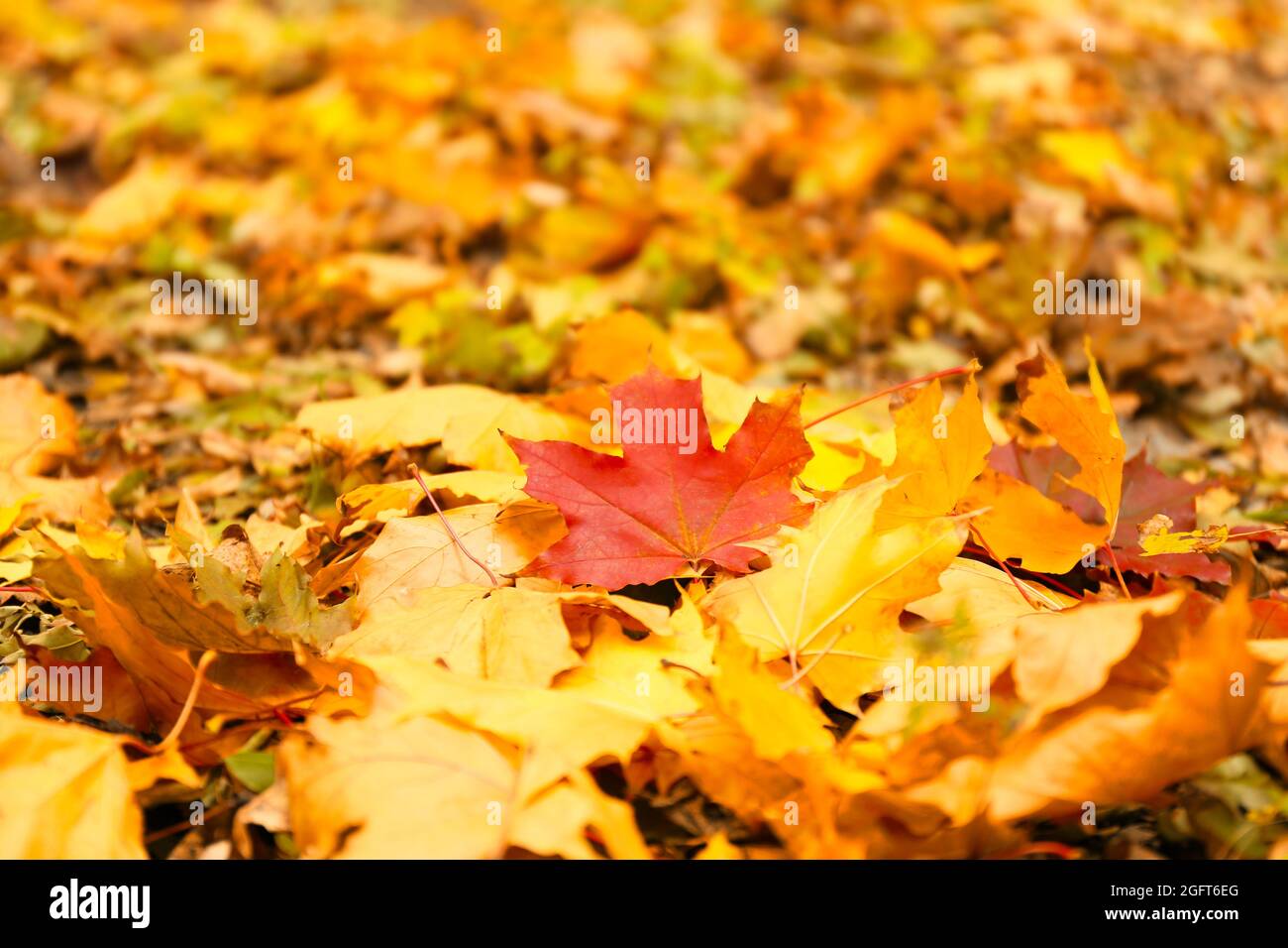 Autumn leaves background Stock Photo - Alamy