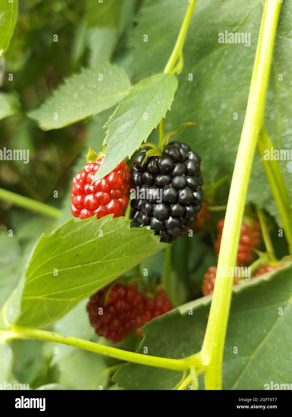 Vertical selective focus shot of red and black raspberries growing on ...