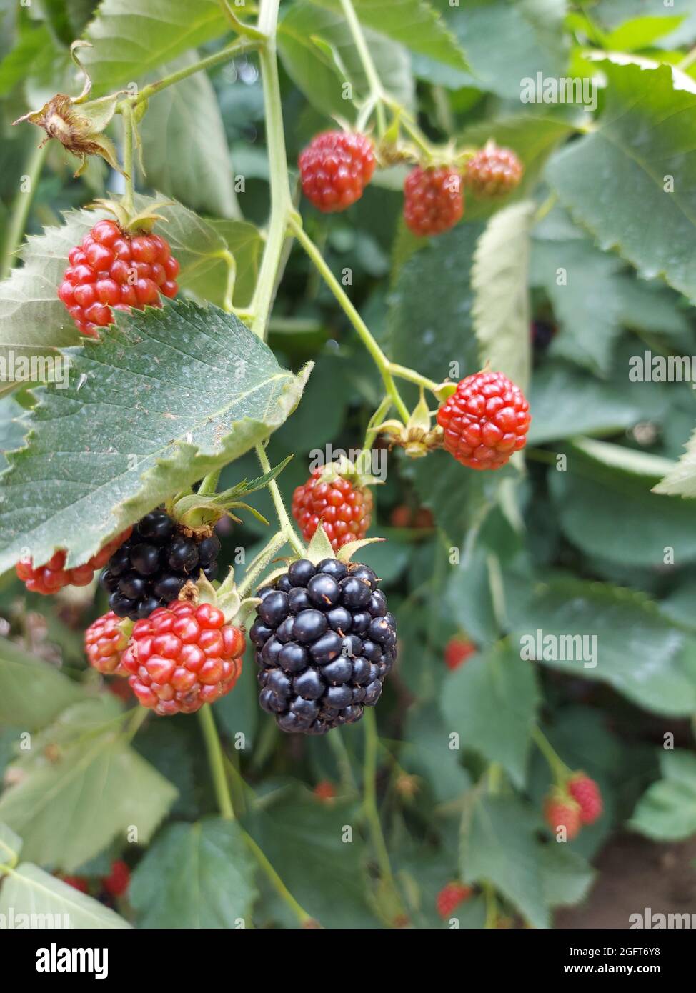 Vertical closeup shot of red and black raspberries growing on tree ...