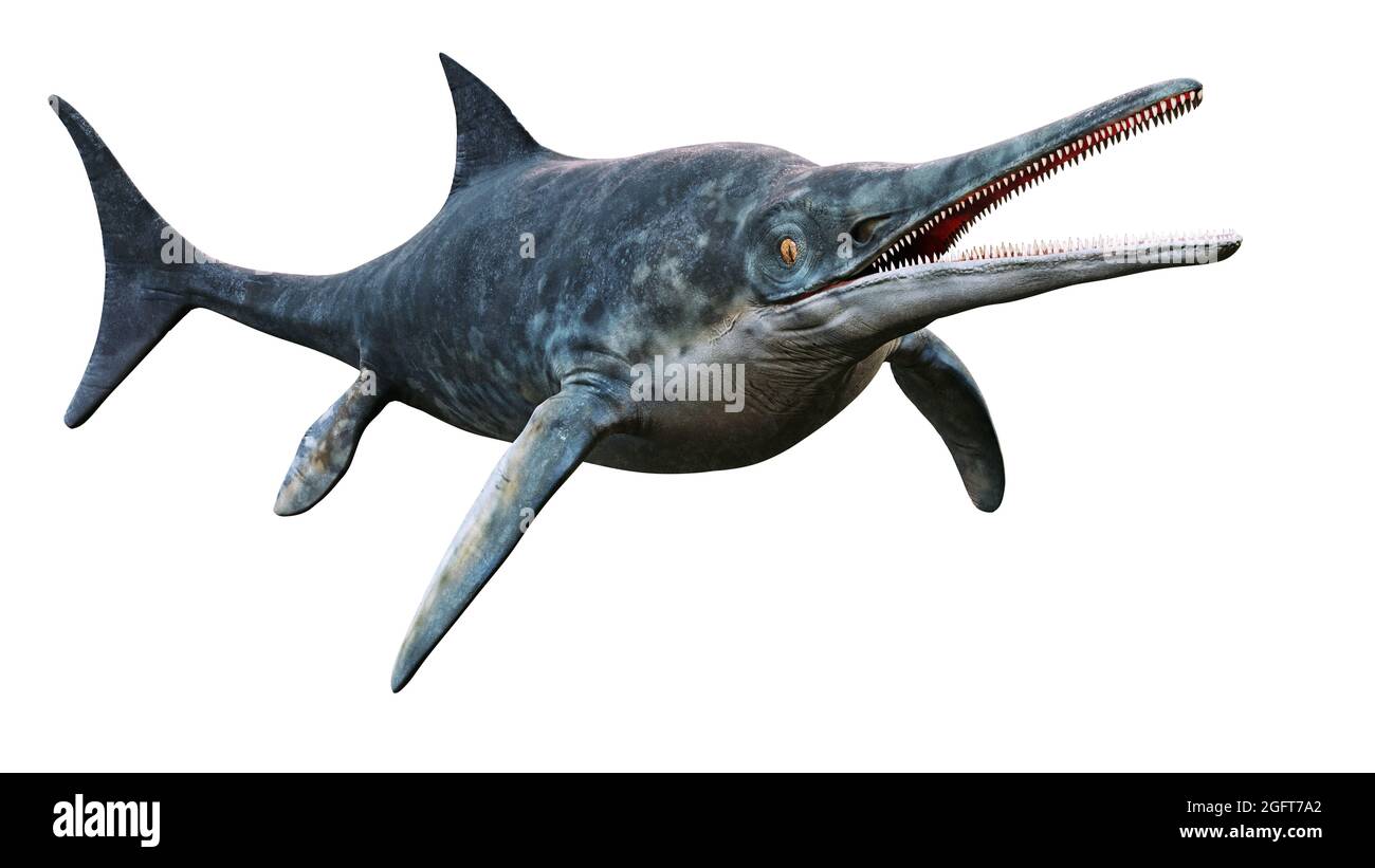Ichthyosaurus ichthyosaurus stenopterygius Cut Out Stock Images ...