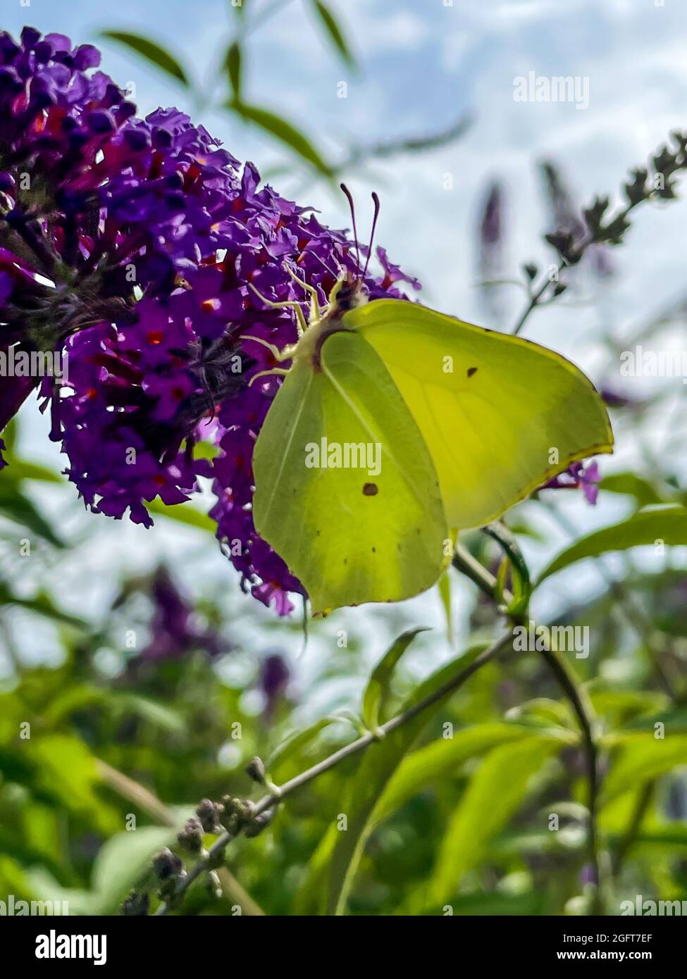 Common brimstone butterfly on a butterfly bush flower Stock Photo - Alamy