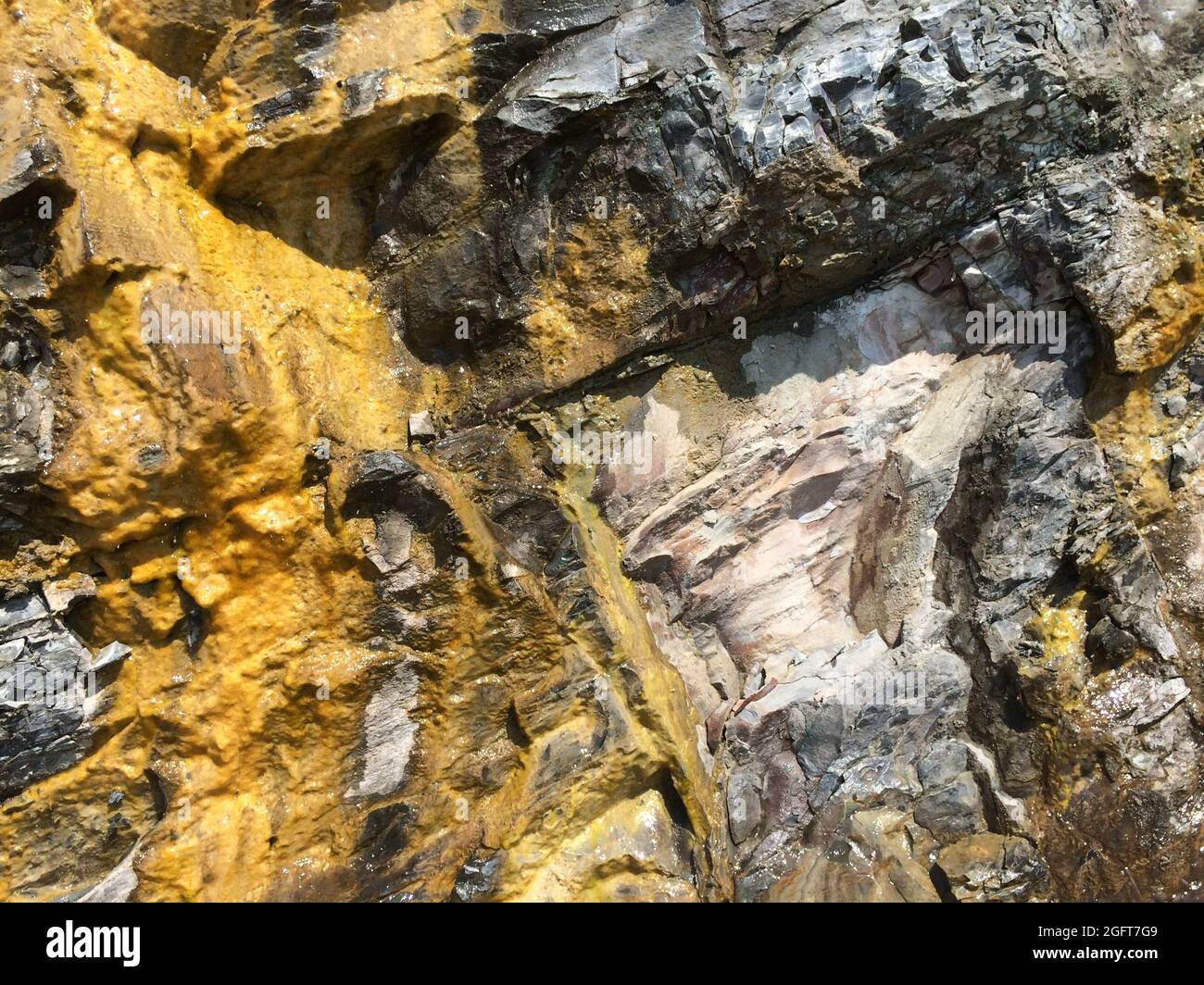 Yellow fungus on rock close hi-res stock photography and images - Alamy