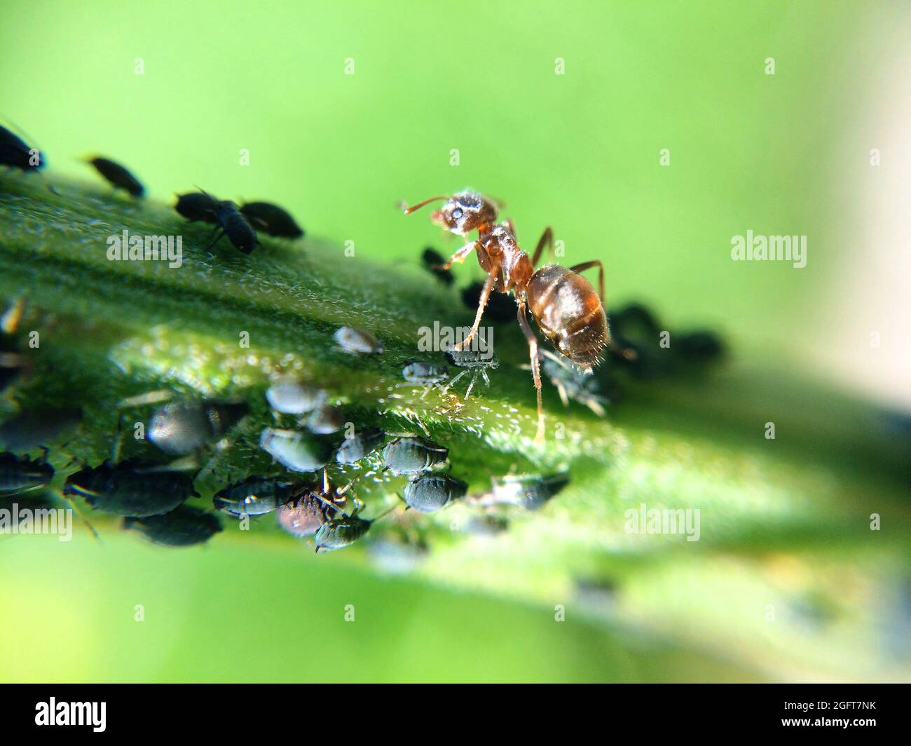 Black aphid on the grass or stem. Family of aphis damaging garden Stock ...