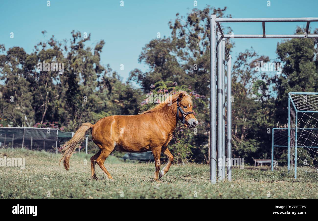 SIDE view young beautiful dark red horse play walk run briskly on dark ...
