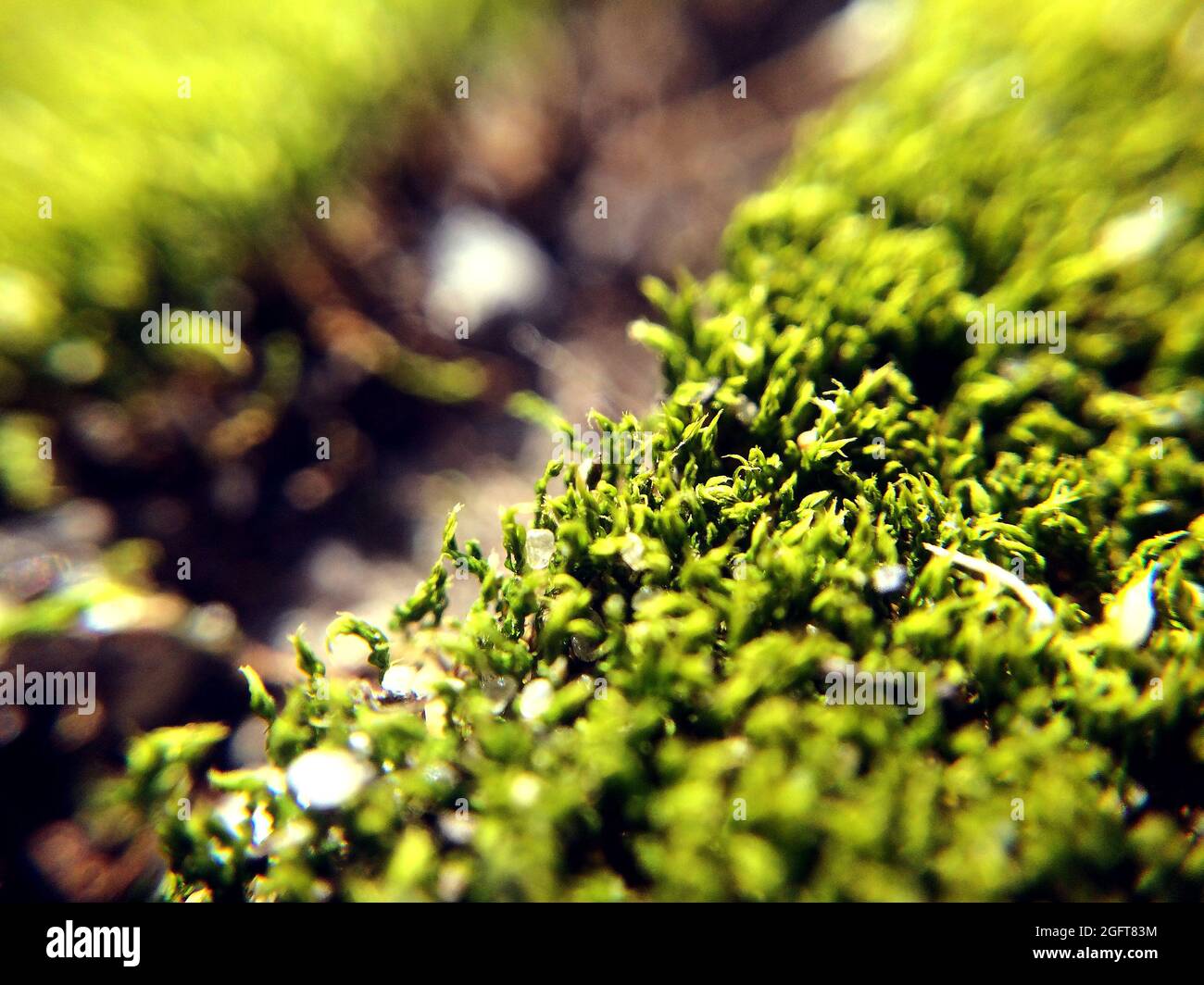 Macro moss photography with tiny green leaves Stock Photo - Alamy