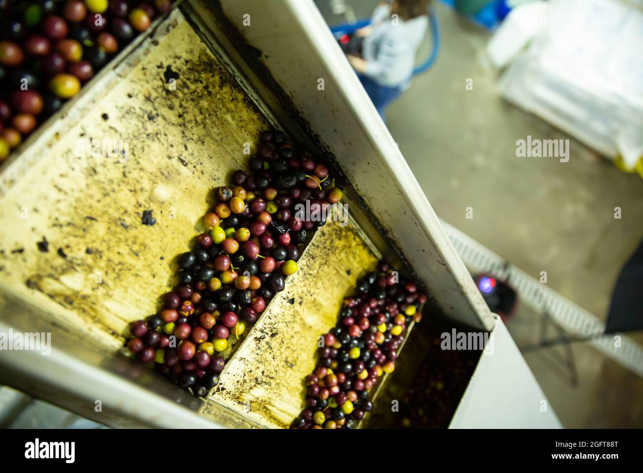 Conveyor transfering olives Stock Photo - Alamy