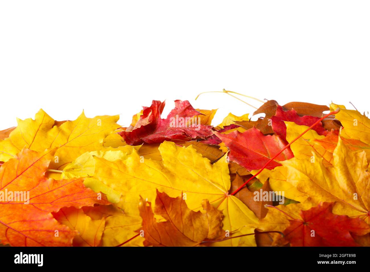 Autumn leaves on white background Stock Photo - Alamy