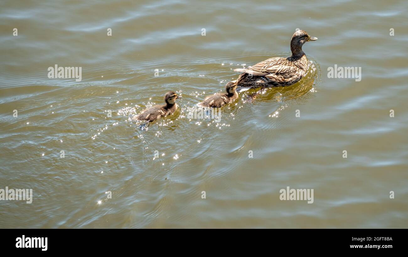 A family of ducks, a duck and its little ducklings are swimming in the ...