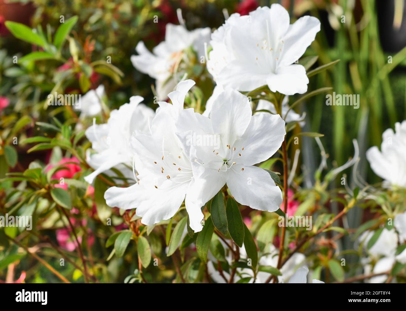 White azalea flowers growing on a shrub Stock Photo - Alamy