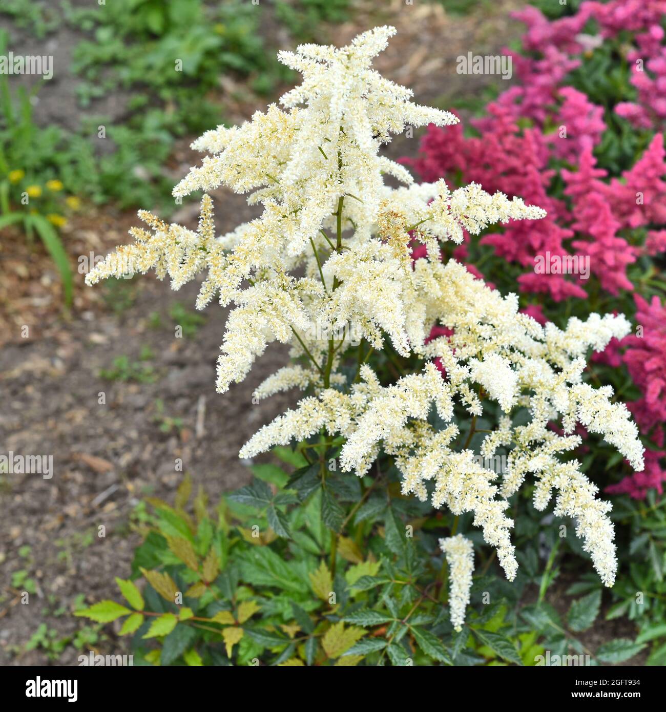 Mont Blank Astilbe flowers (false goat's beard). Russian Far East Stock ...