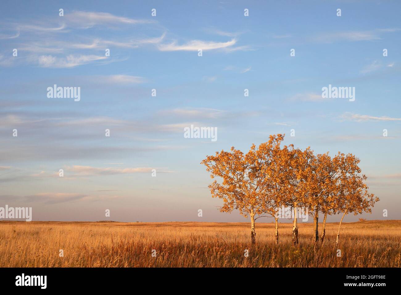 Aspen parkland biome hi-res stock photography and images - Alamy