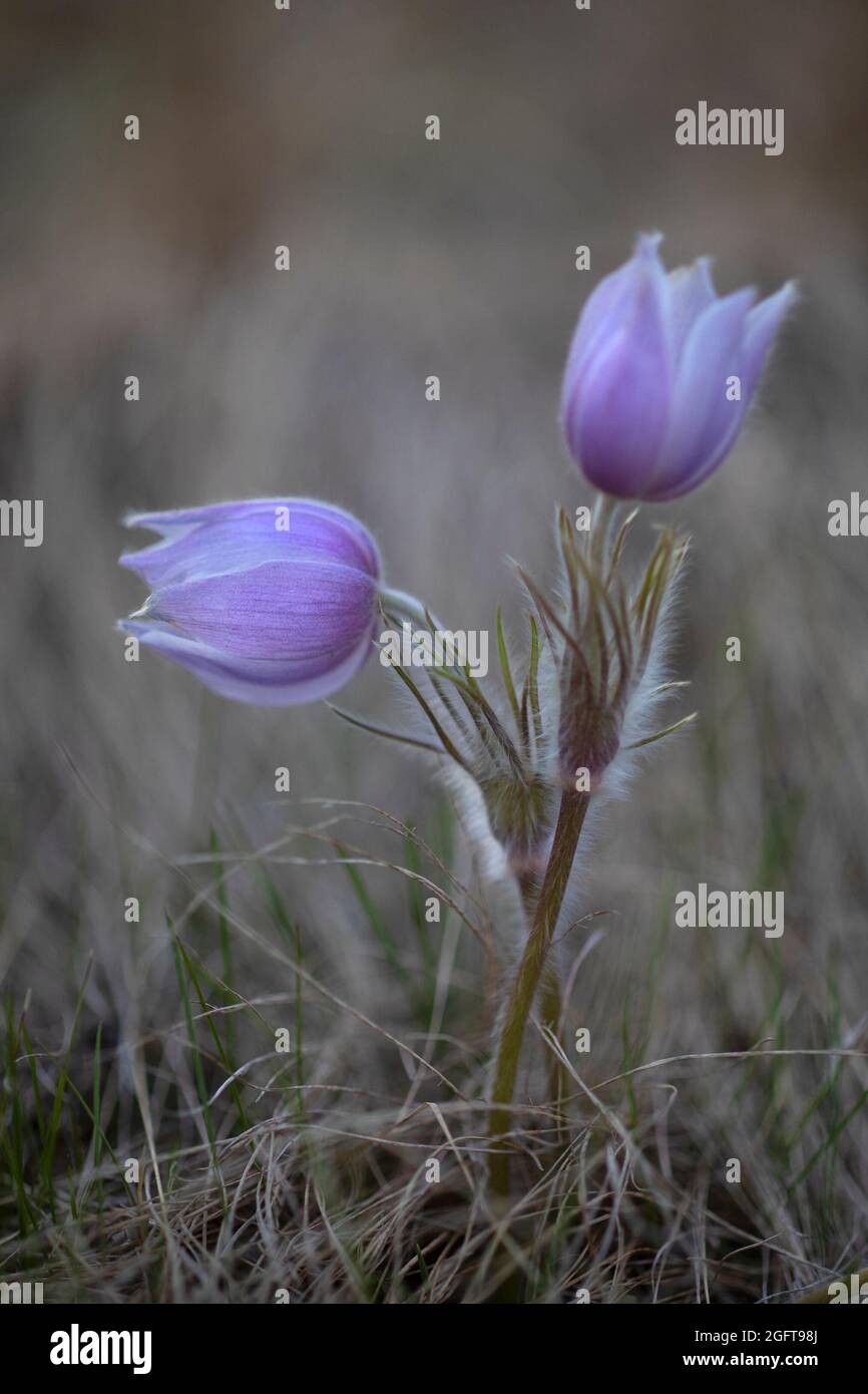 Alberta grasslands wildflowers hi-res stock photography and images - Alamy