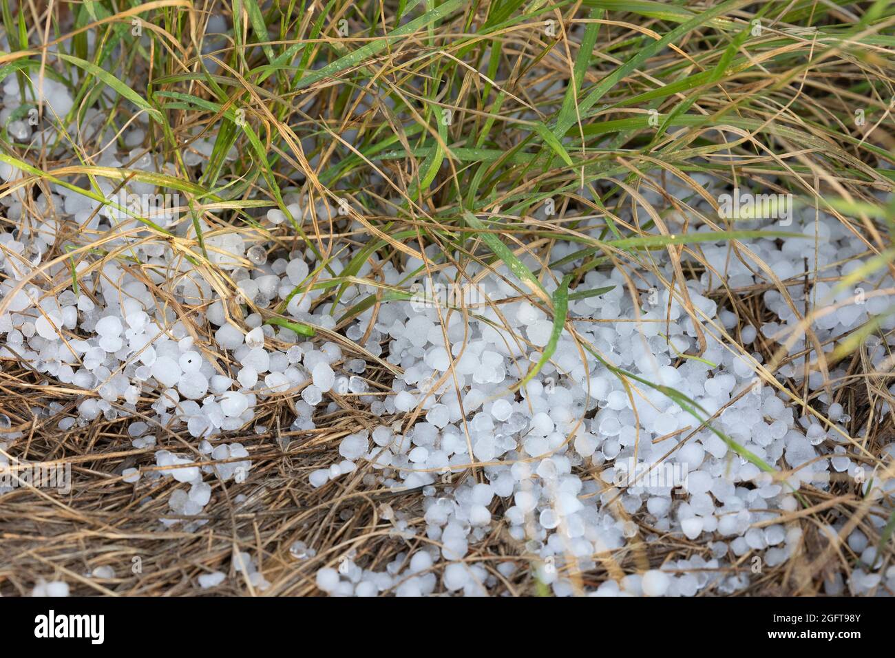 Many small hailstones on the ground in prairie grassland after a hail ...