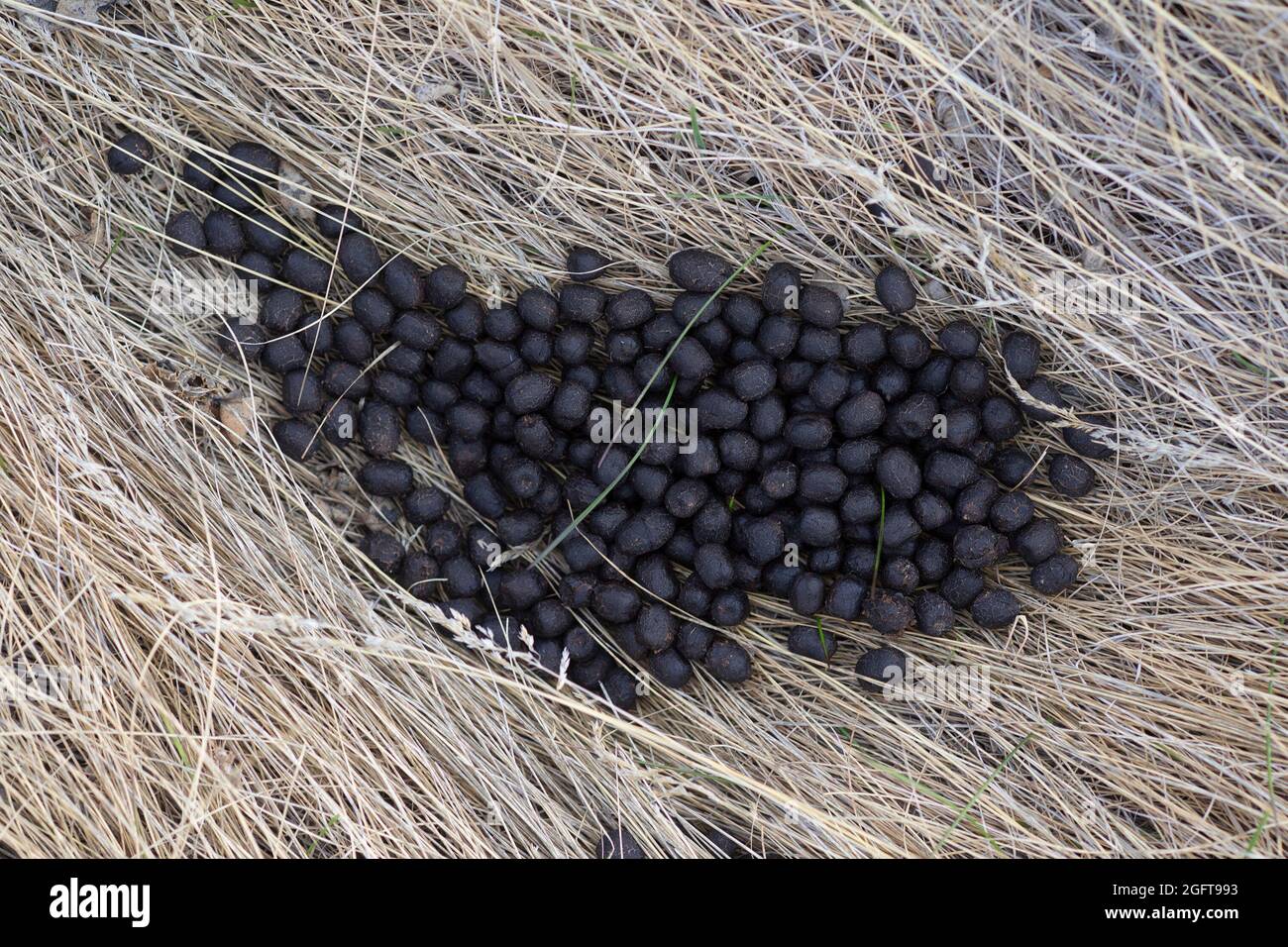 Pile of deer droppings in grass Stock Photo - Alamy