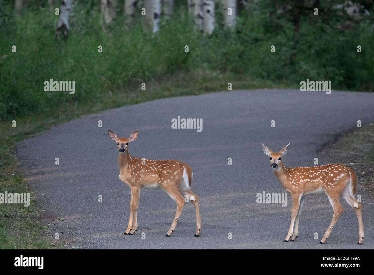White tailed deer twin fawns crossing a pathway through a forest in ...